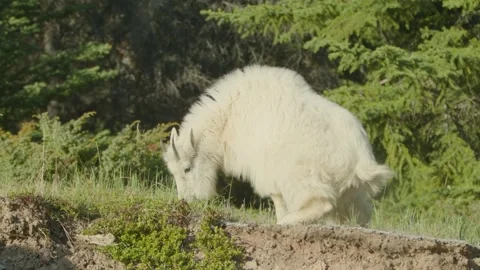 Mountain goat peeing whilst grazing in r... | Stock Video | Pond5