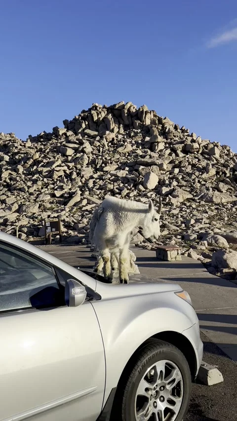 Women Peeing Stock Videos – Royalty-Free HD & 4K Videos