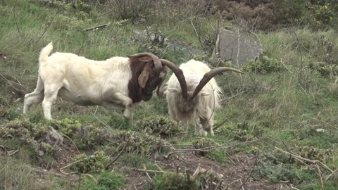 Mountain Goats Locking Horns And Fightin... | Stock Video | Pond5