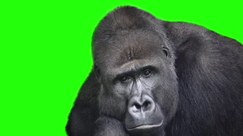 Mountain gorilla blinking its eyes on a ... | Stock Video | Pond5