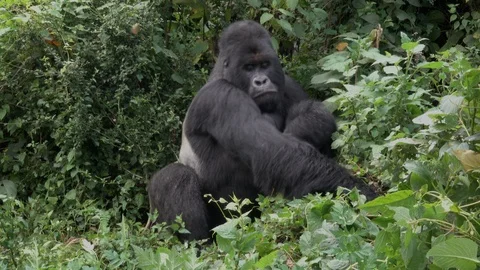 Mountain Gorilla Silverback standing up | Stock Video | Pond5