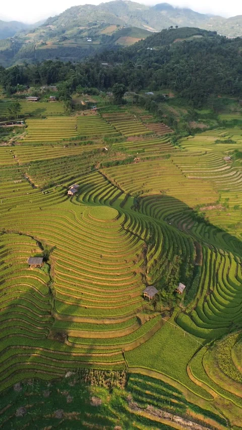 Mountain Rice Fields during Sunset in Mu... | Stock Video | Pond5