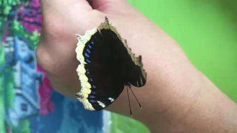 Lady Flaps Stock Footage ~ Royalty Free Stock Videos | Pond5