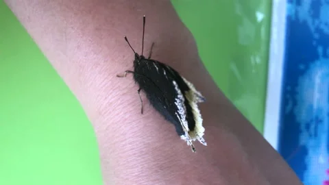 Lady Flaps Stock Footage ~ Royalty Free Stock Videos | Pond5