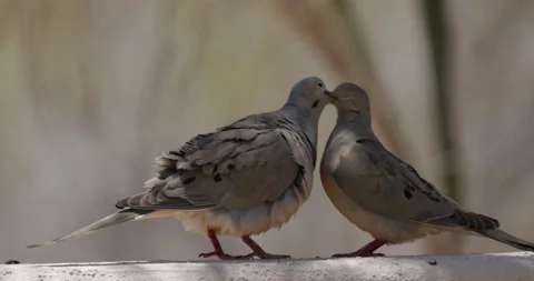 Mourning Dove Birds Mating Sex Reproduct... | Stock Video | Pond5