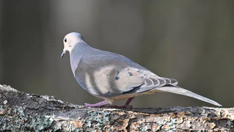 Mourning Dove Stock Videos – Royalty-Free HD & 4K Videos | Pond5