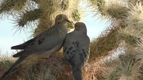 Mourning Dove Stock Videos – Royalty-Free HD & 4K Videos | Pond5