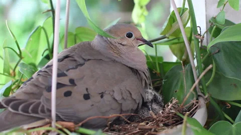 Baby Mourning Doves Stock Videos – Royalty-Free HD & 4K Videos | Pond5