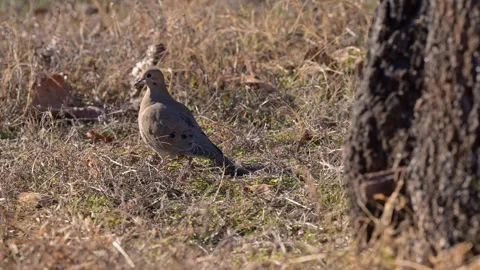 Mourning Dove Stock Footage ~ Royalty Free Stock Videos | Pond5