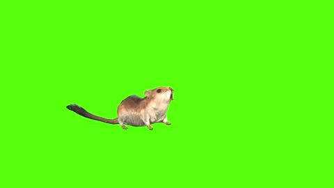 Mouse Attack Green Screen Animation and ... | Stock Video | Pond5