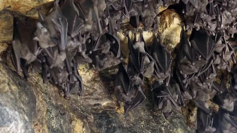 Mouse Bats on the cave arch in Pura Goa ... | Stock Video | Pond5