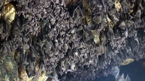 Bats Mouse In Cave Stock Footage ~ Royalty Free Stock Videos | Pond5