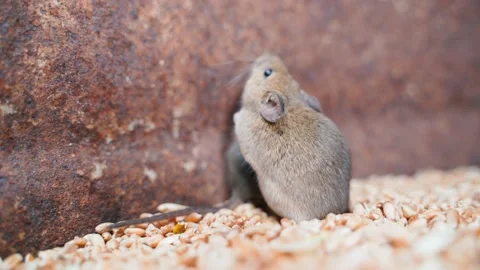 Mouse close-up in grain storage. A field... | Stock Video | Pond5