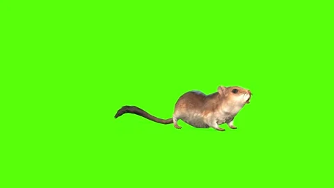 Mouse Death Green Screen Animation and 3... | Stock Video | Pond5