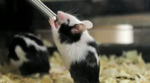 mouse drinking water | Stock Video | Pond5