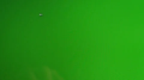 Mouse Green Screen Stock Video Footage | Royalty Free Mouse Green ...