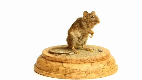 Cute Mouse Taxidermy Stock Video Footage | Royalty Free Cute Mouse ...