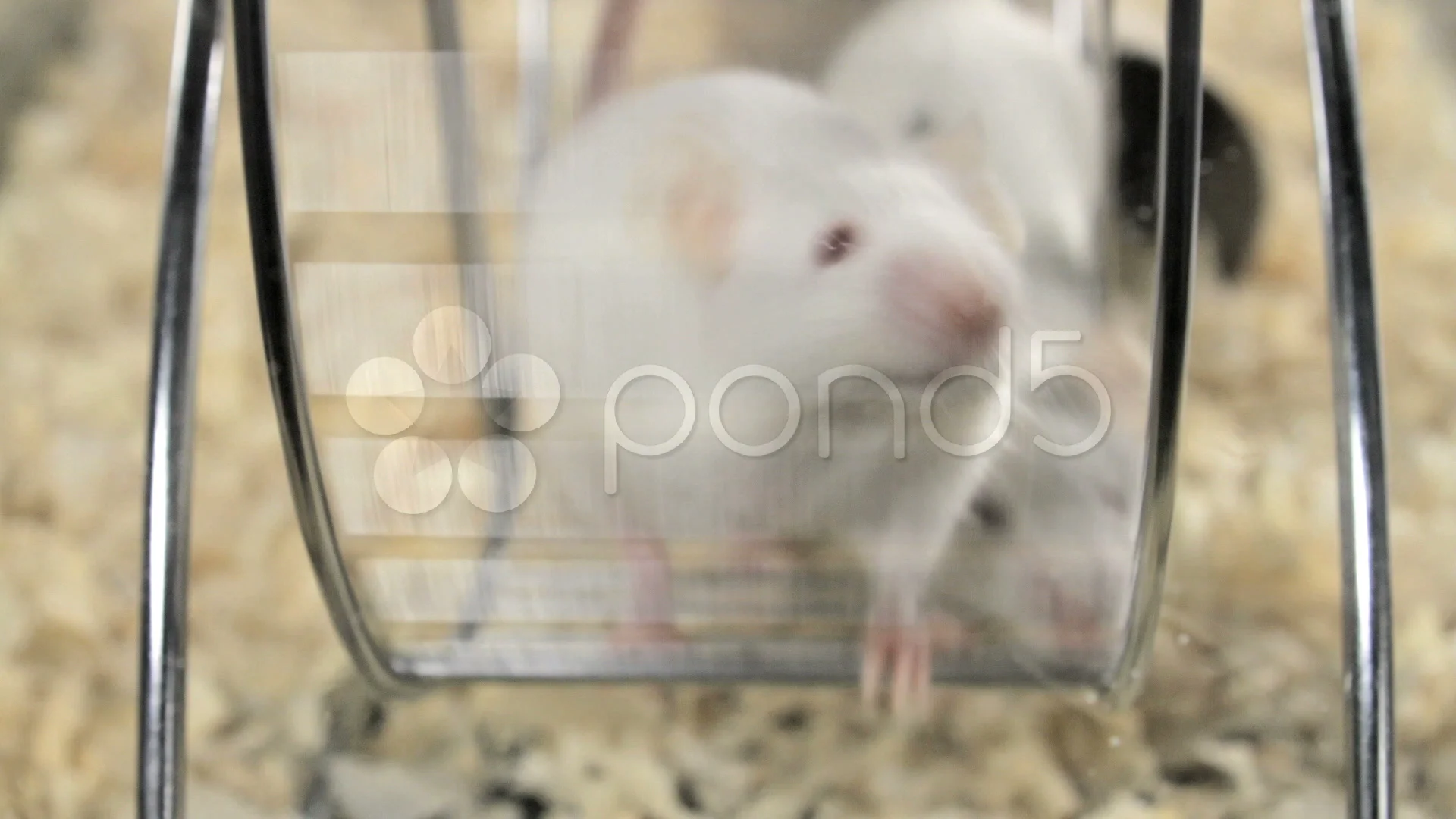 Mouse Running On Treadmill Hot Sale | emergencydentistry.com