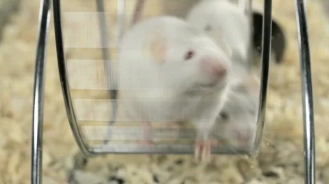 Mouse on a Treadmill - Lab Mice Running ... | Stock Video | Pond5