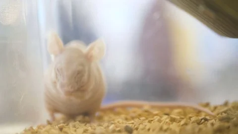 The mouse washes in the aquarium. Mouse ... | Stock Video | Pond5