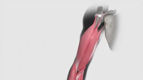 Movement of the Biceps Brachii Muscle Lo... | Stock Video | Pond5