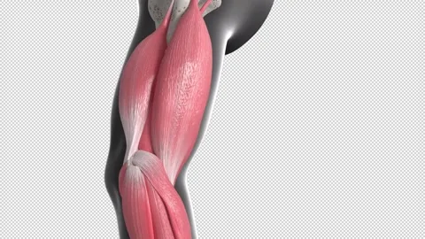 Biceps Brachii Muscle Stock Video Footage | Royalty Free Biceps Brachii ...