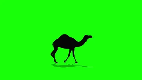 Movement of camel silhouette on green sc... | Stock Video | Pond5
