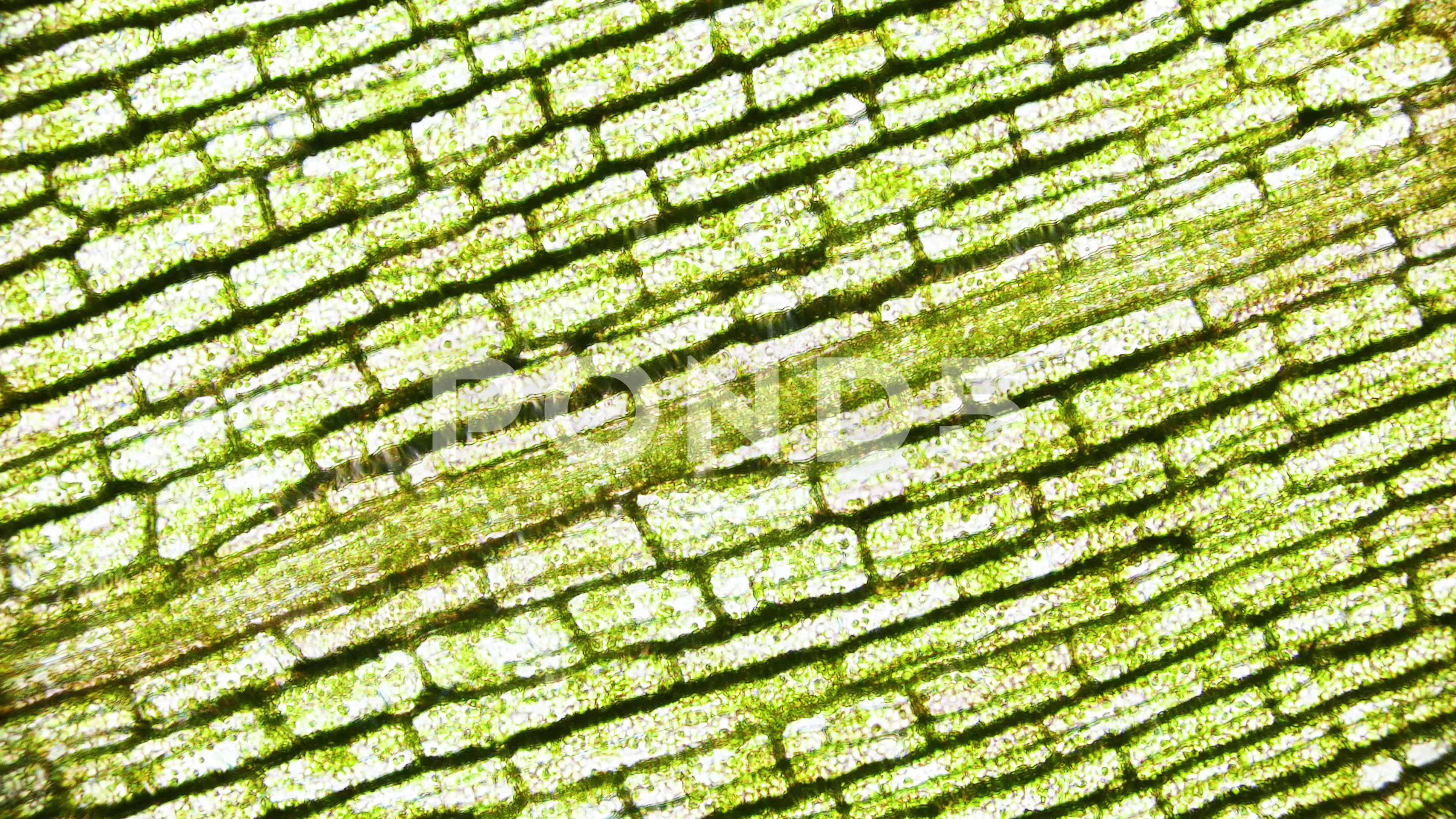 Leaf Cells Microscope