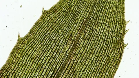 Elodea Leaf Under Stereoscopic Microscope