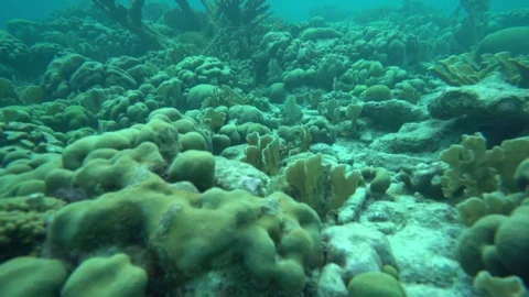 movement in the coral reef with fish | Stock Video | Pond5