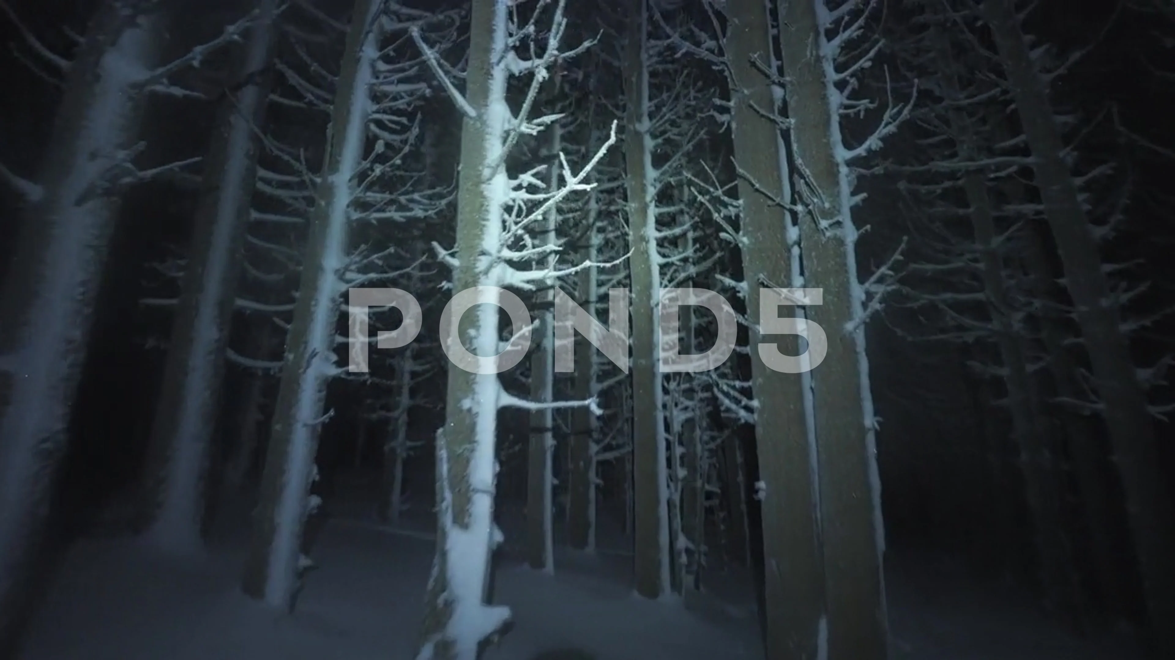 Scary Forest Sounds At Night