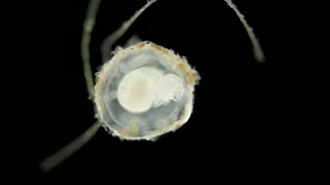 Mollusca Stock Footage ~ Royalty Free Stock Videos | Pond5