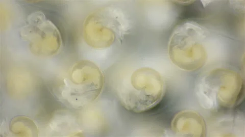 Movement of veliger mollusk larvae in la... | Stock Video | Pond5