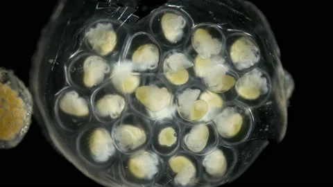 Movement of veliger mollusk larvae in la... | Stock Video | Pond5