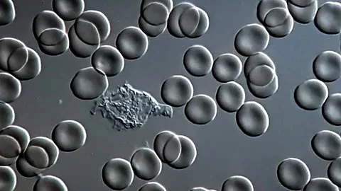 Movement of White blood cells macrophage... | Stock Video | Pond5
