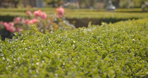 Moving Along a Hedge in an Outdoor Botan... | Stock Video | Pond5