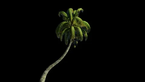 Palm Tree Alpha Stock Videos – Royalty-Free HD & 4K Videos | Pond5