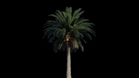 Palm Tree Alpha Stock Videos – Royalty-Free HD & 4K Videos | Pond5