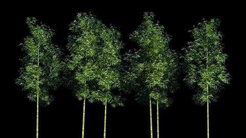 Moving Alpha Trees | Stock Video | Pond5