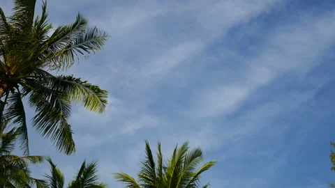 moving coconut leaves 's tree with beaut... | Stock Video | Pond5