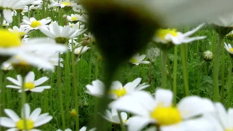 Moving in the daisy field | Stock Video | Pond5