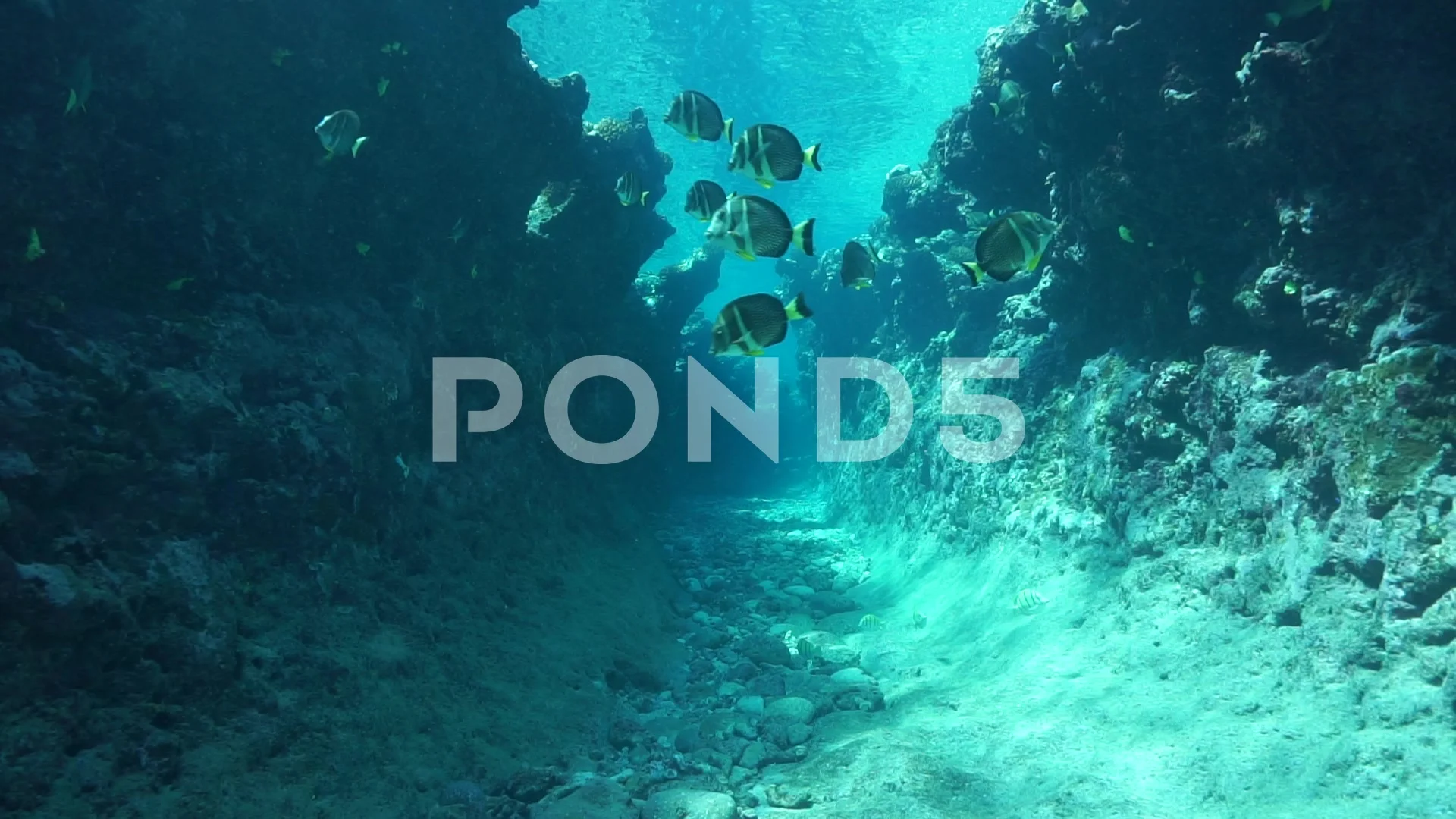 Underwater Landscape Natural Trench Pacific Ocean Stock