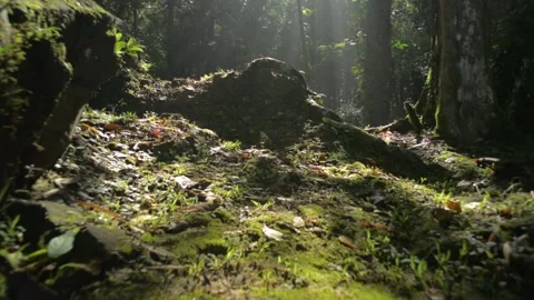 Lifting and Movingg Stock Videos – Royalty-Free HD & 4K Videos