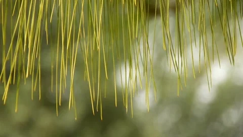 Moving Leaves Of Pine Tree - Natural Chr... | Stock Video | Pond5