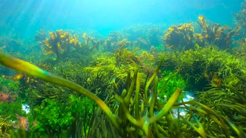 Moving over algae on the ocean floor und... | Stock Video | Pond5