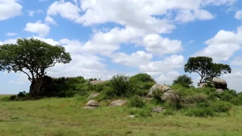 Moving shot of African savanna with rock... | Stock Video | Pond5