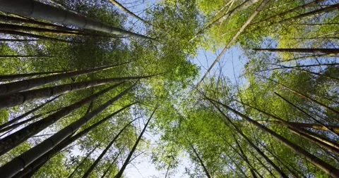 Moving shot sunlight shining through bam... | Stock Video | Pond5