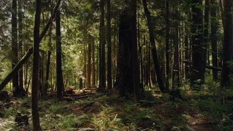 Moving Sideways Through Beautiful Summer... | Stock Video | Pond5