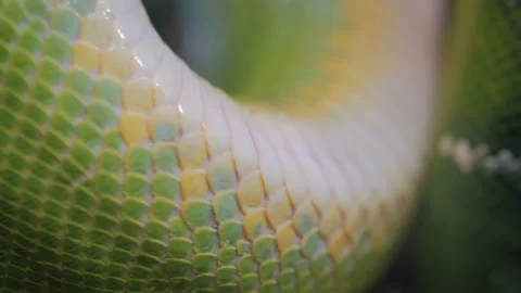 Snake Skin Stock Video Footage | Royalty Free Snake Skin Videos | Pond5