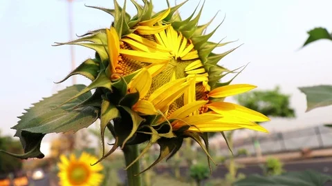 Sunflower Timelapse Moving Stock Footage ~ Royalty Free Stock Videos ...